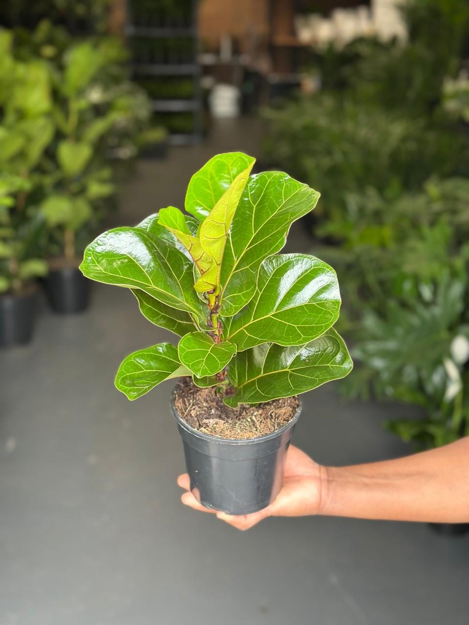 Small Fiddle Leaf Fig Bambino – Botanical Heaven