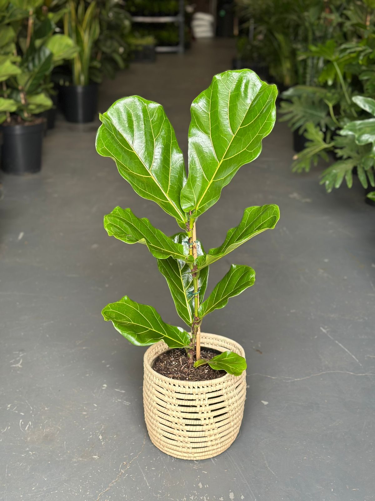 Medium Fiddle Leaf Fig With Basket – Botanical Heaven