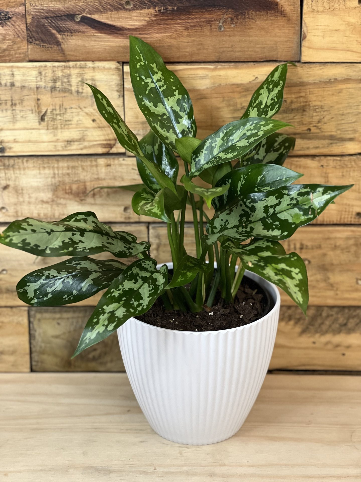 Chinese Evergreen Maria - Botanical Heaven