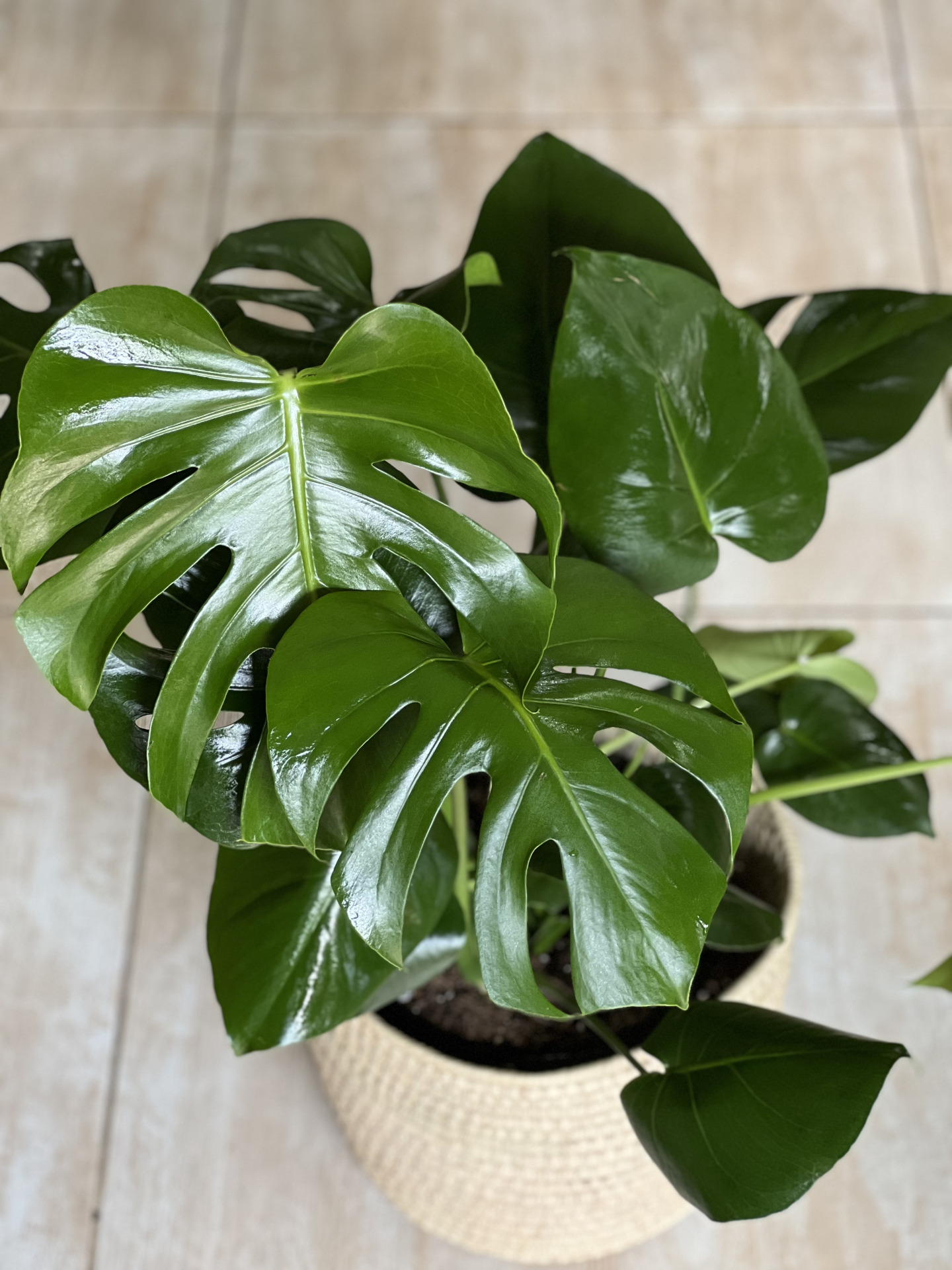Large Monstera Deliciosa With Basket - Botanical Heaven
