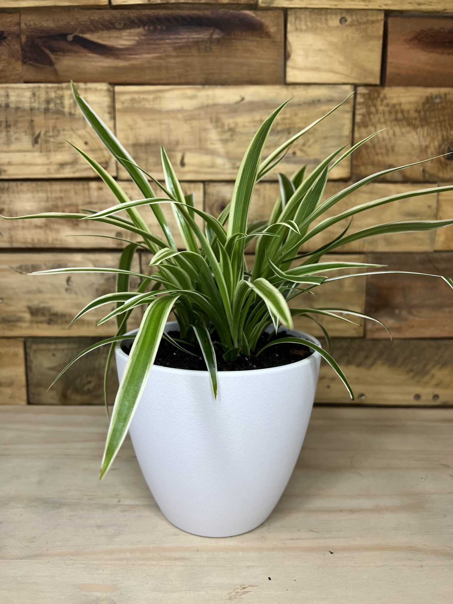 Spider Plant With Decorative Pot - Botanical Heaven
