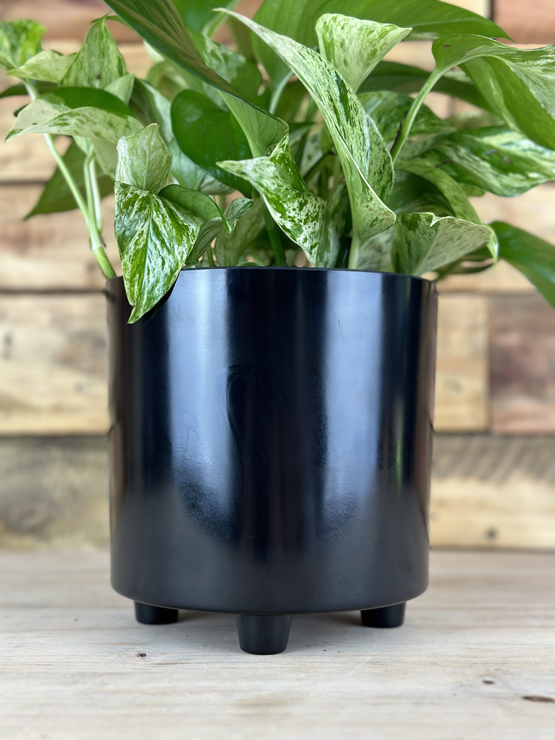 Marble Queen Pothos With Decorative Pot - Botanical Heaven