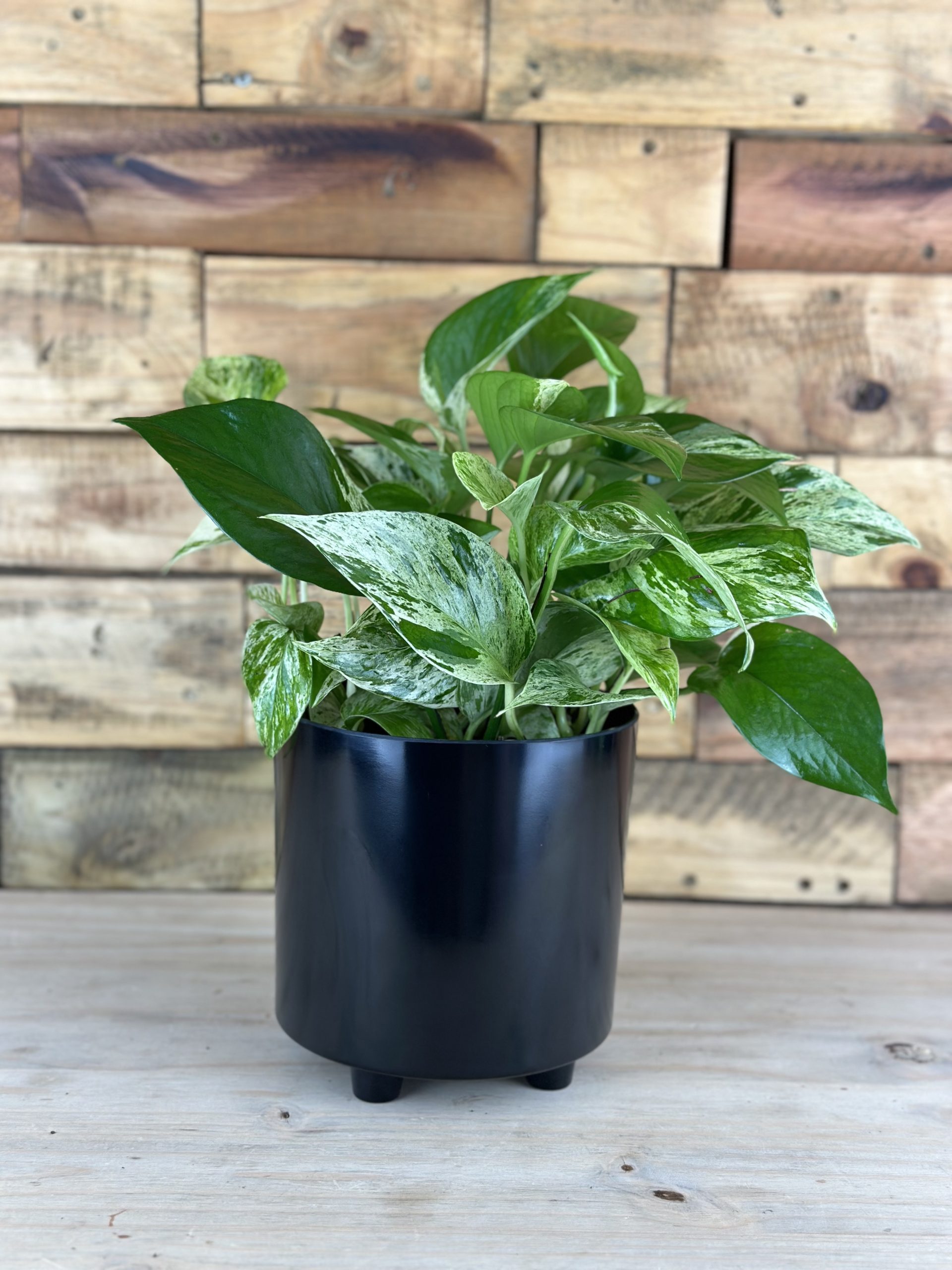 Marble Queen Pothos With Decorative Pot - Botanical Heaven