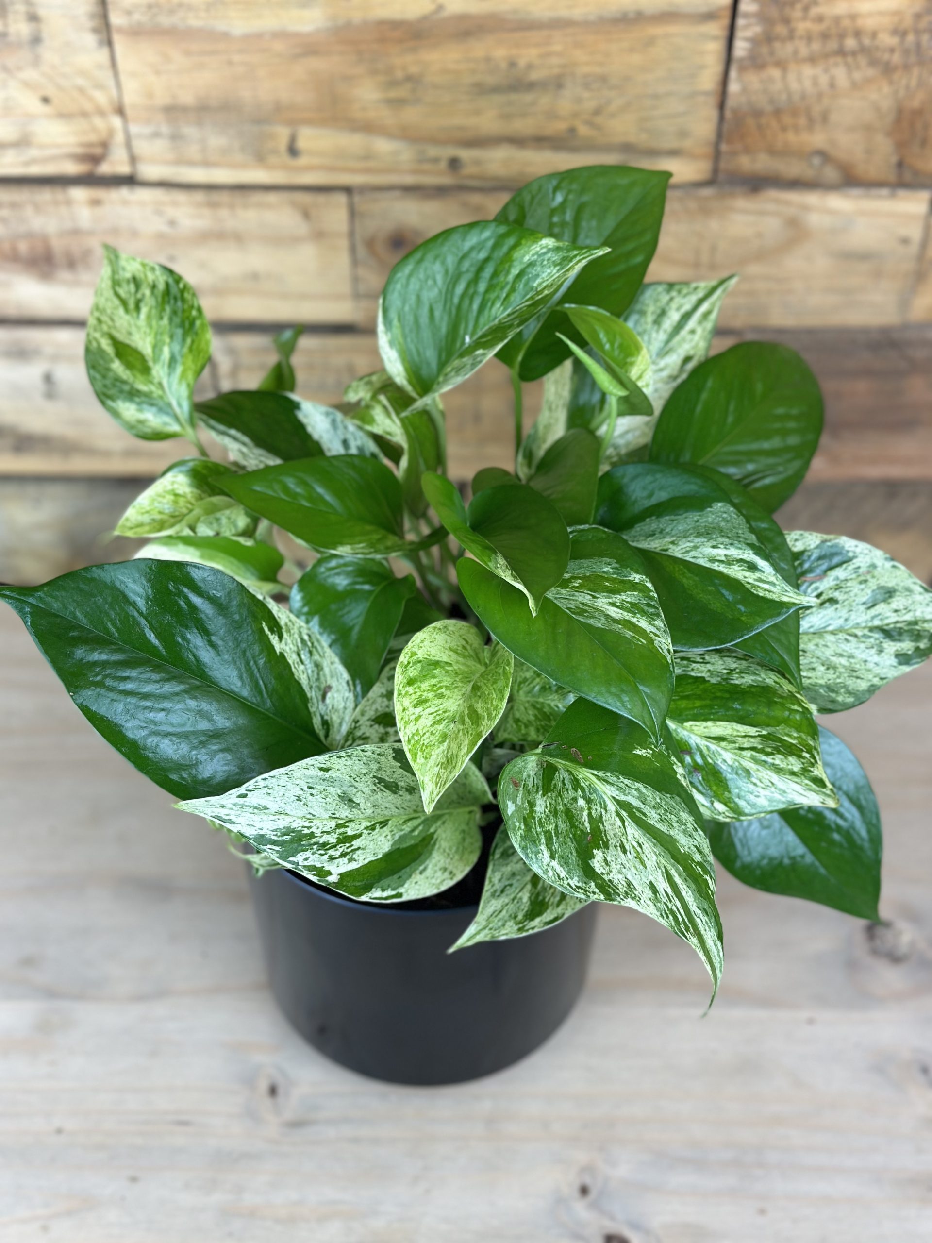 Marble Queen Pothos With Decorative Pot - Botanical Heaven