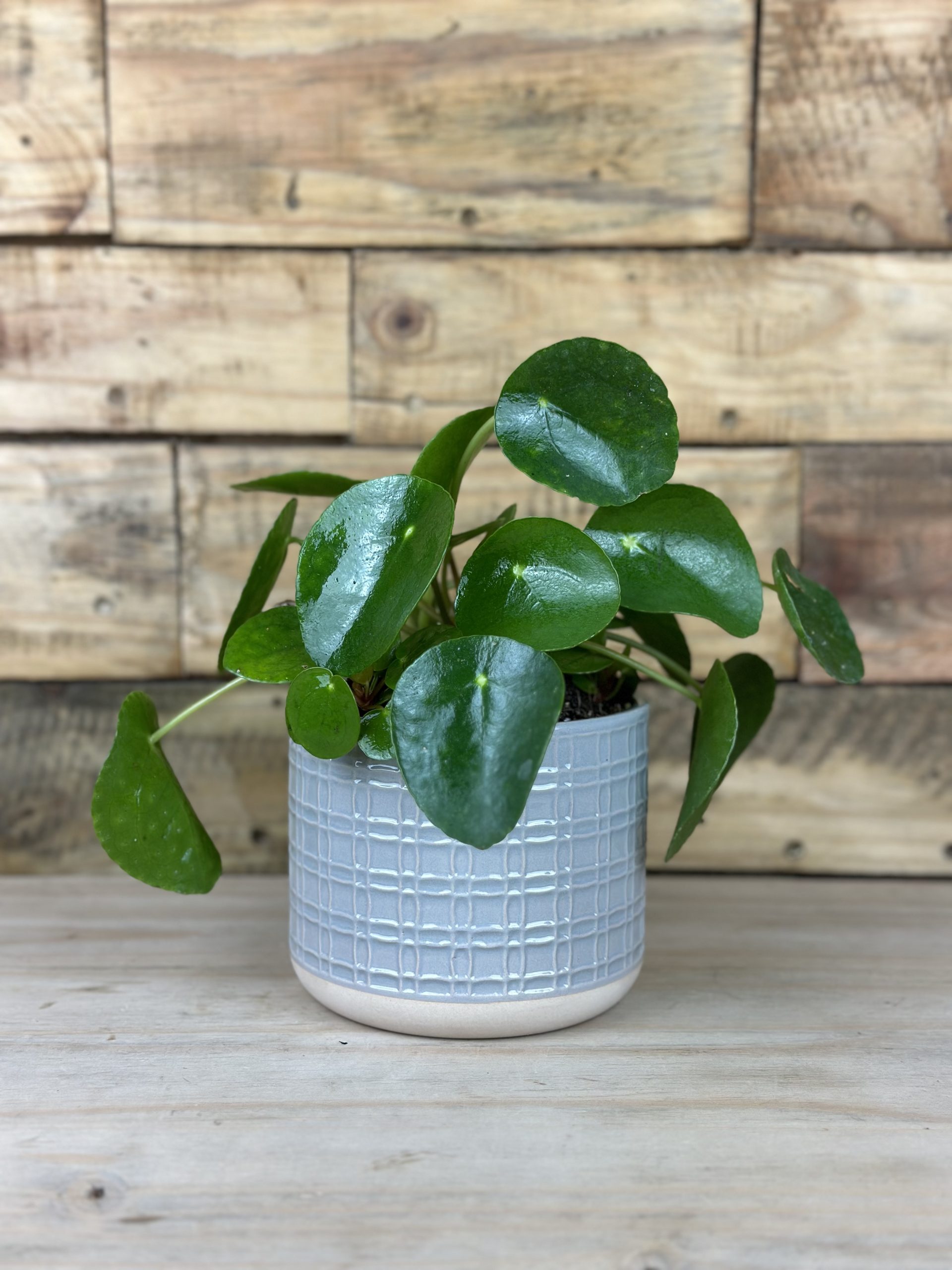 Chinese Money Plant With Decorative Pot - Botanical Heaven