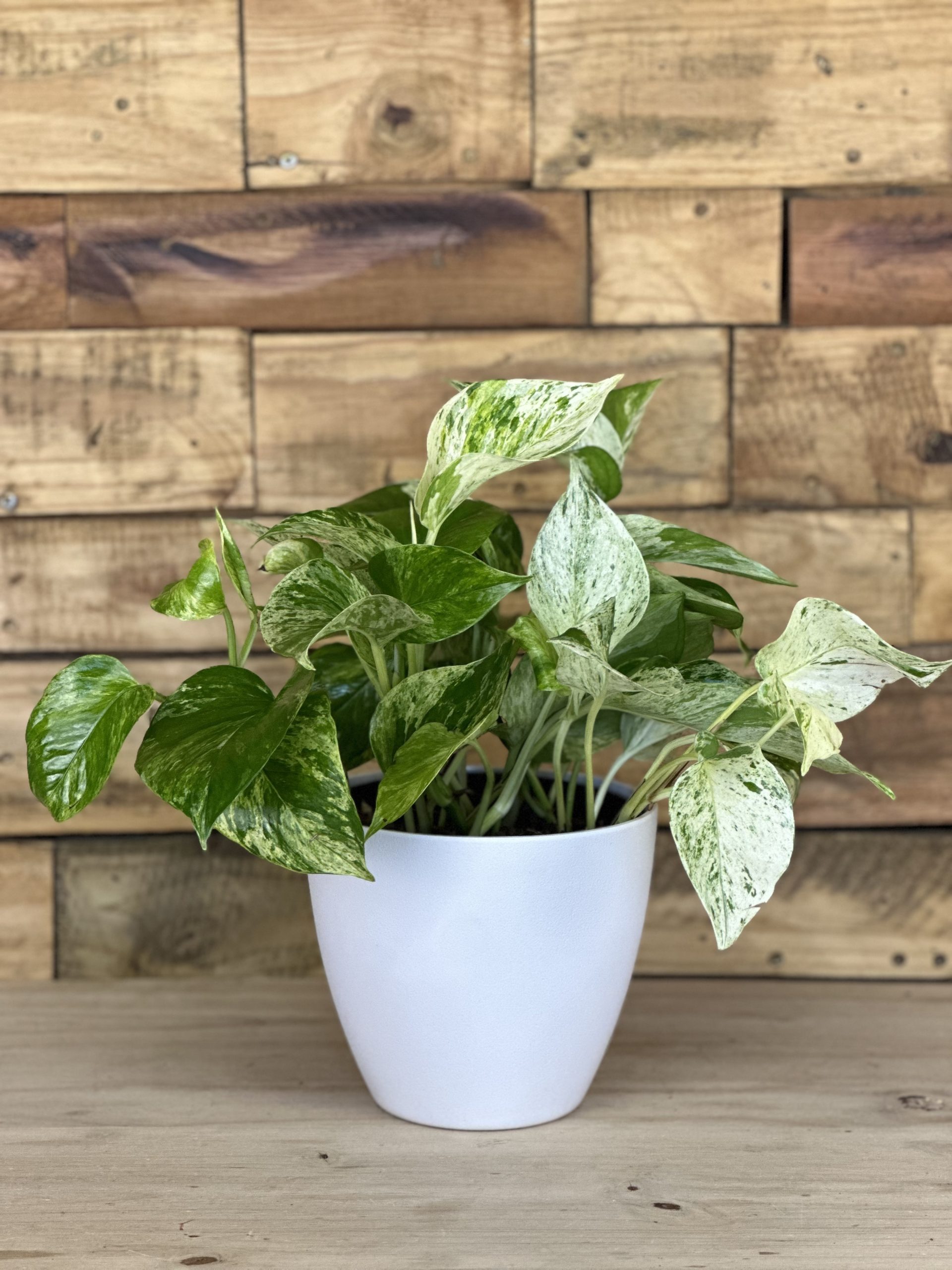 Marble Queen Pothos With Decorative Pot - Botanical Heaven