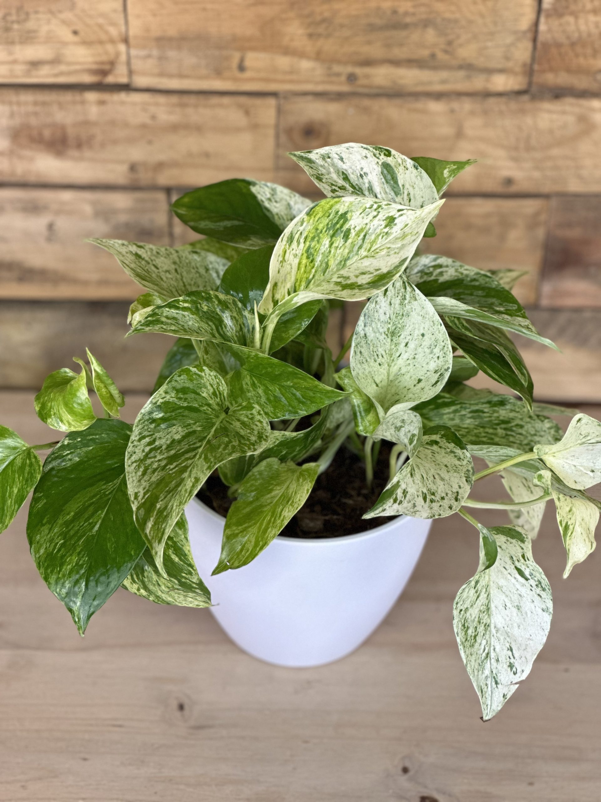 Marble Queen Pothos With Decorative Pot - Botanical Heaven