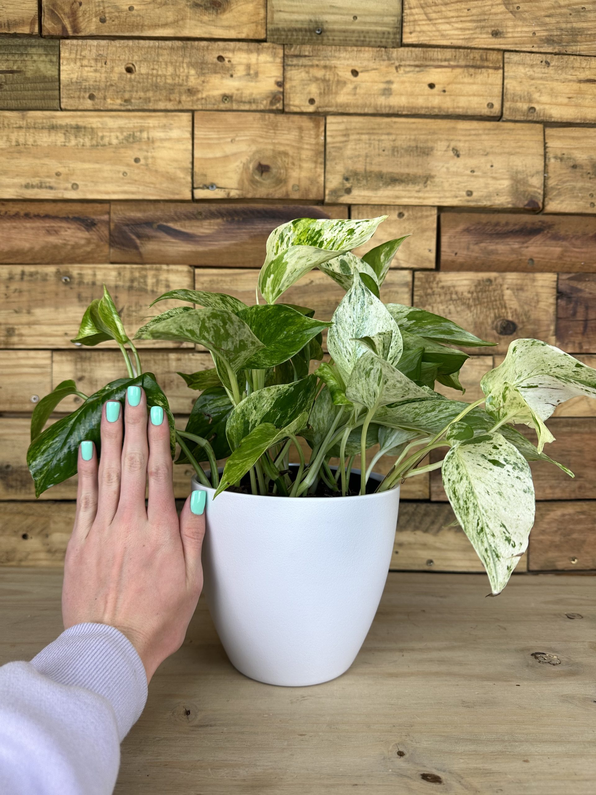 Marble Queen Pothos With Decorative Pot - Botanical Heaven