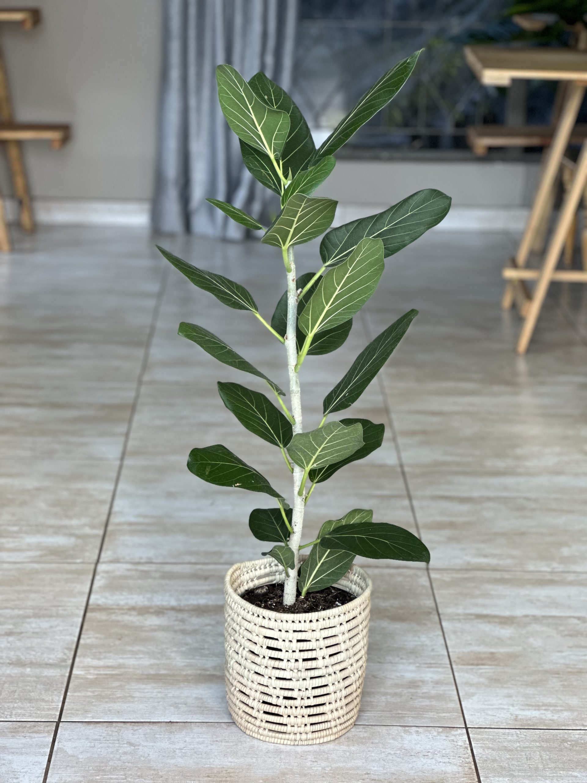 Ficus Audrey With A Basket (Medium) - Botanical Heaven