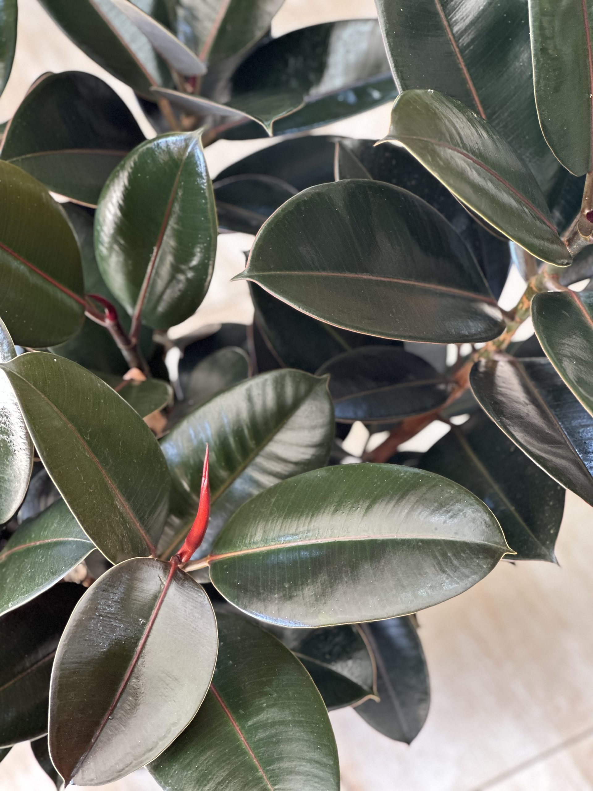 XL Rubber Plant Abidjan - Botanical Heaven