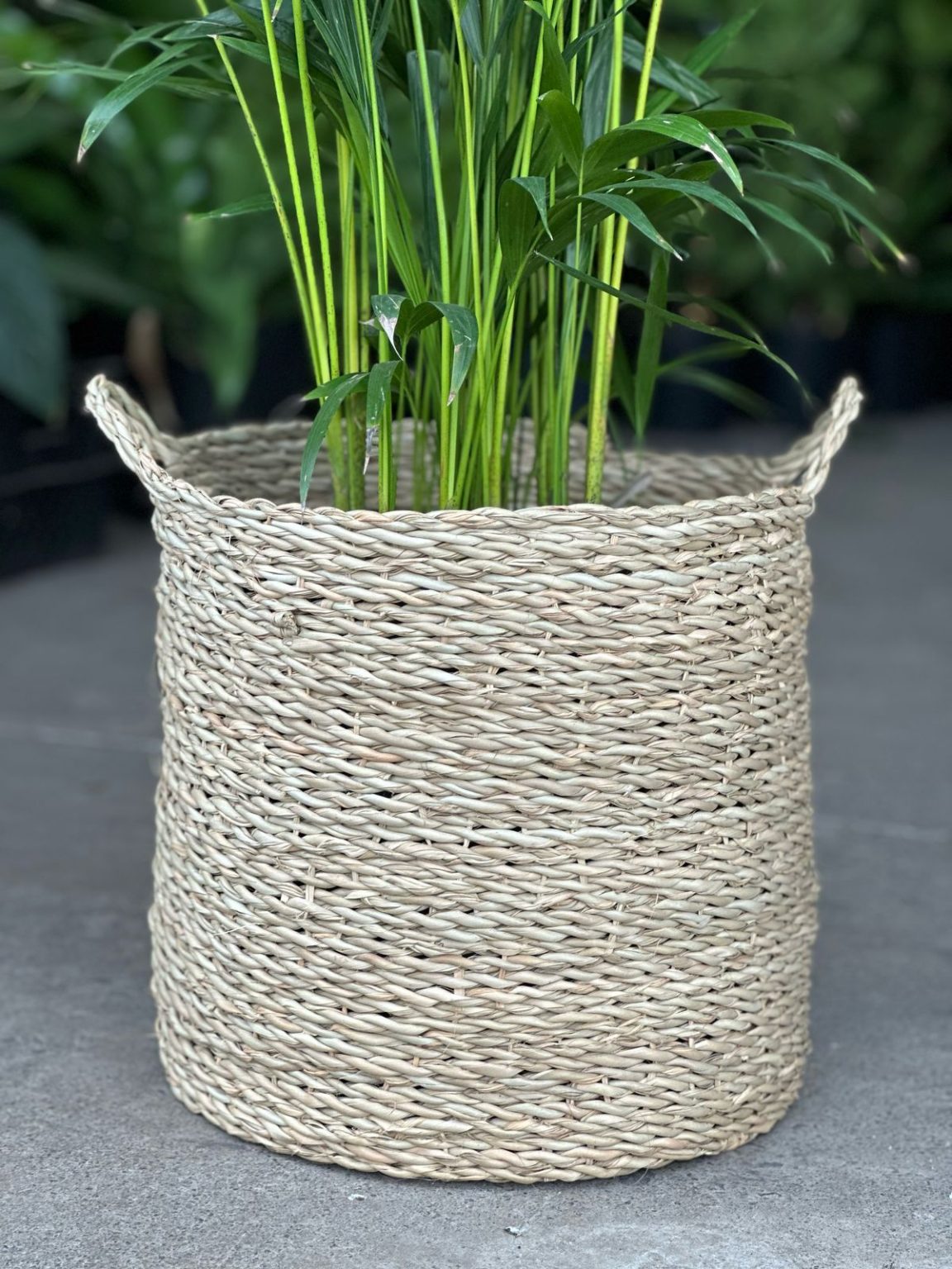 Handmade Baskets Archives - Botanical Heaven